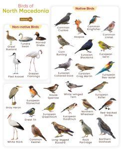 List of Birds Found in North Macedonia with Pictures