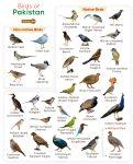 List of Birds Found in Pakistan with Pictures