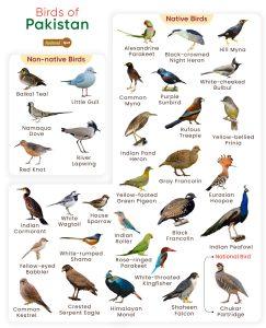 List of Birds Found in Pakistan with Pictures