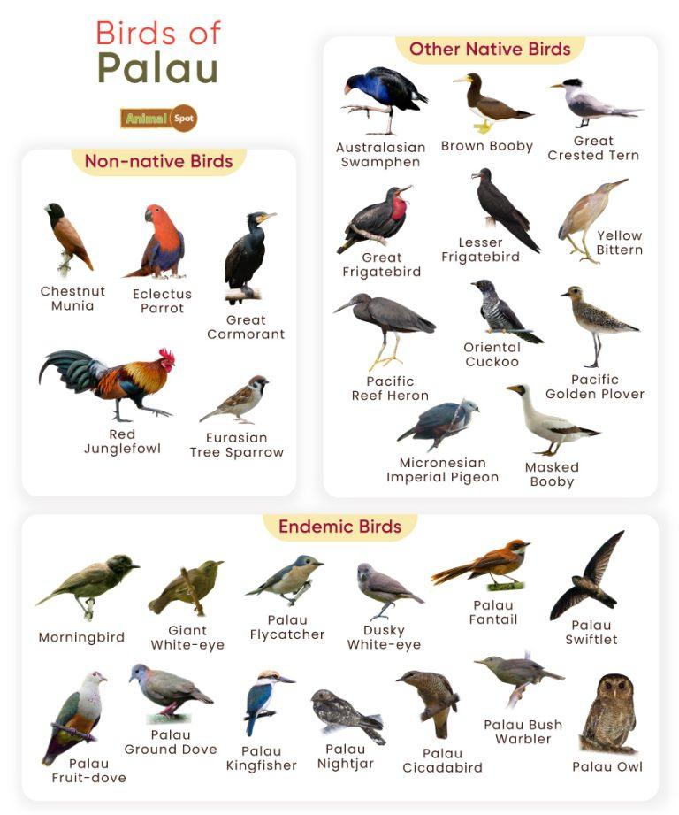 List of Birds Found in Mauritius with Pictures