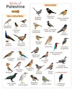 List of Birds Found in Palestine with Pictures