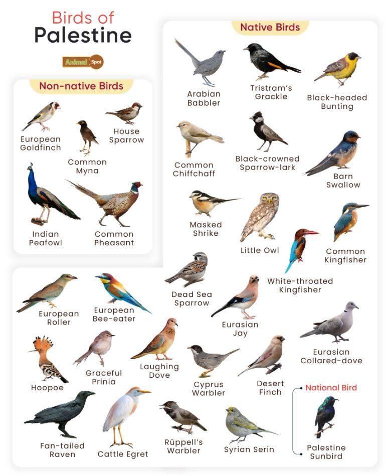 List of Birds Found in Syria with Pictures