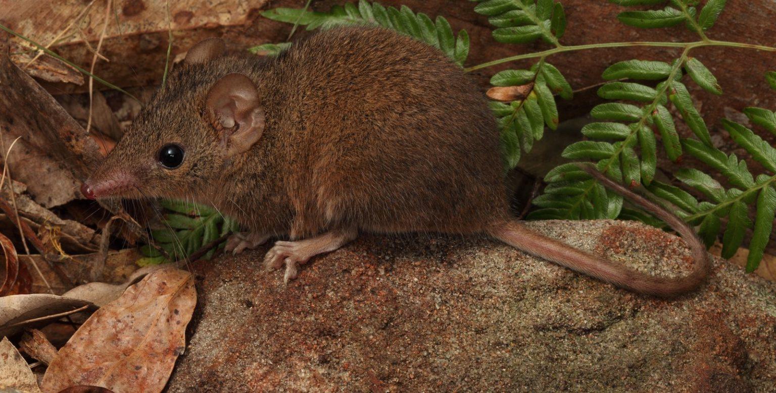 Brown Antechinus: Facts, Size, Diet, Predators, and Pictures.