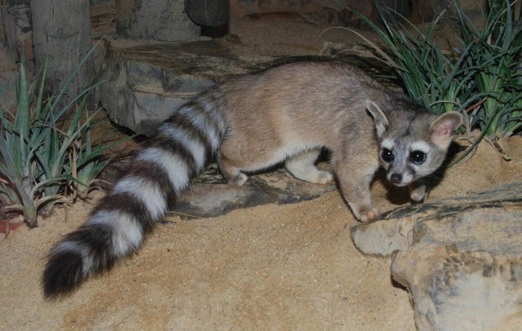 Cacomistle - Facts, Habitat, Conservation, Diet, and Pictures