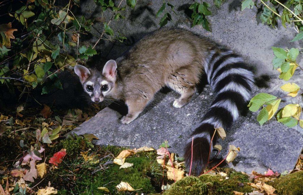 Cacomistle - Facts, Habitat, Conservation, Diet, and Pictures