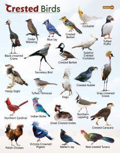 Birds with Crests or Crowns - List with Pictures