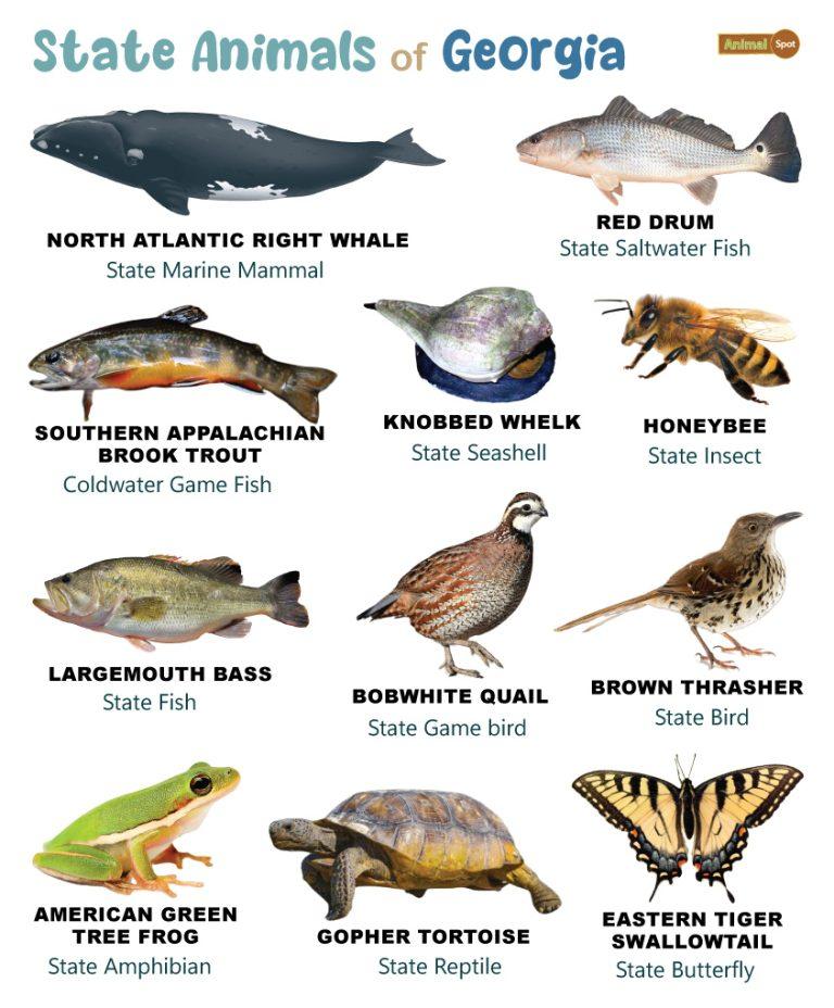 List of Animals That Live in Georgia - And Its State Animals (Photos)