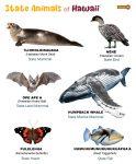 List of Animals That Live in Hawaii - And Its State Animals (Photos)