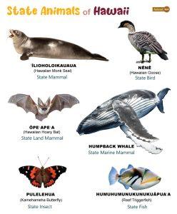 List of Animals That Live in Hawaii - And Its State Animals (Photos)