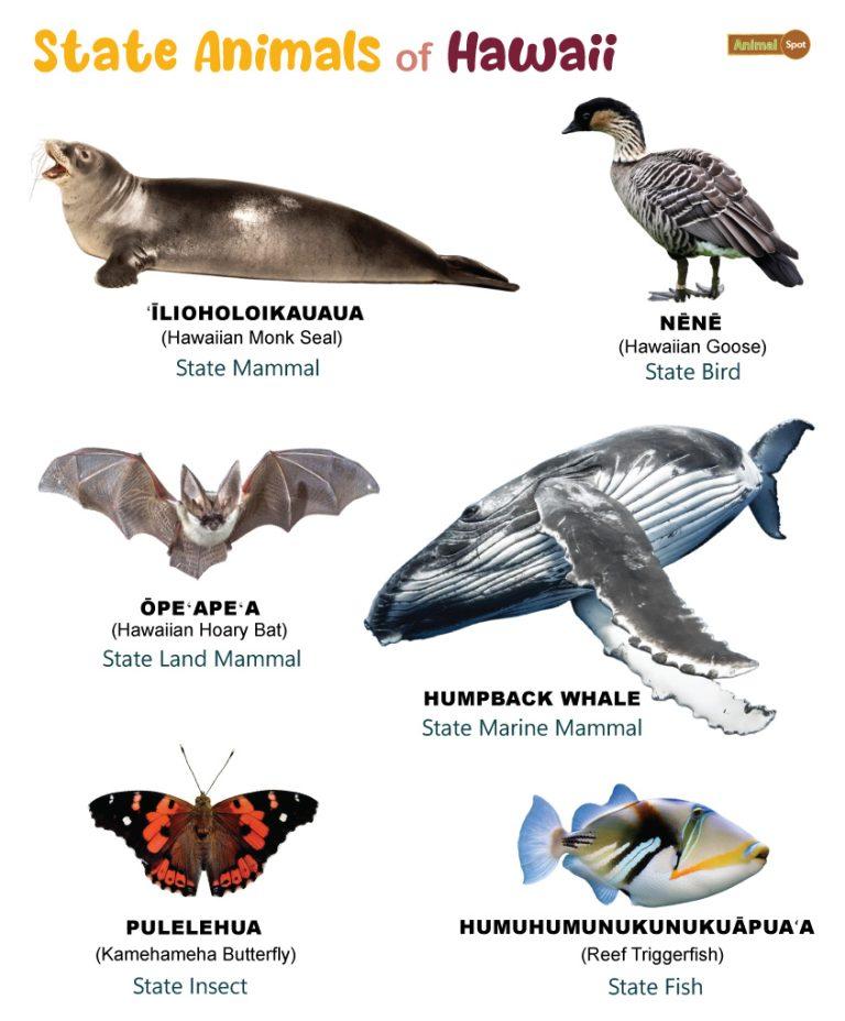 List of Animals That Live in Hawaii - And Its State Animals (Photos)