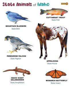 List of Animals That Live in Idaho - And Its State Animals (Photos)