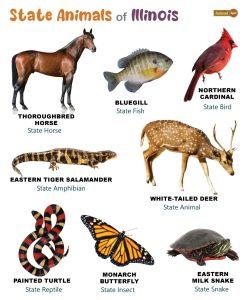 List of Animals That Live in Illinois - And Its State Animals (Photos)