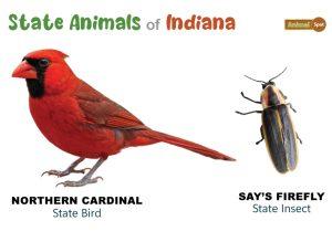 List of Animals That Live in Indiana - And Its State Animals (Photos)