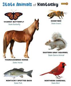 List of Animals That Live in Kentucky - And Its State Animals (Photos)