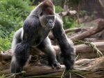 Western Lowland Gorilla - Facts, Habitat, Conservation, and Pictures