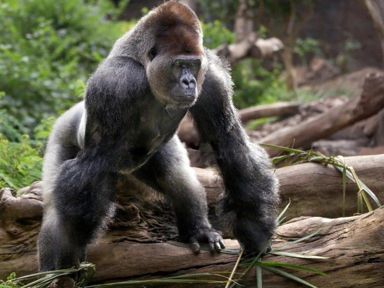 Western Lowland Gorilla - Facts, Habitat, Conservation, and Pictures