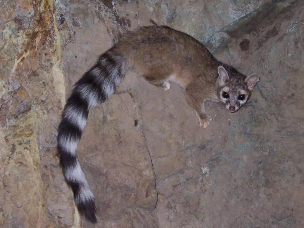 Cacomistle - Facts, Habitat, Conservation, Diet, and Pictures