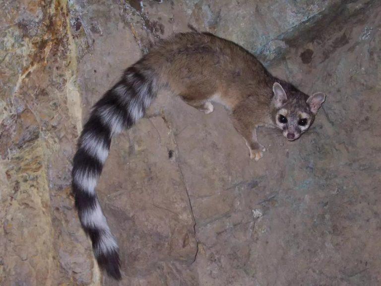 Cacomistle - Facts, Habitat, Conservation, Diet, and Pictures