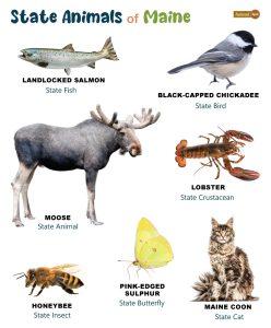 List of Animals That Live in Maine - And Its State Animals (Photos)