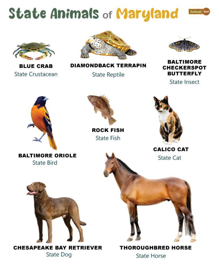 List of Animals That Live in Maryland - And Its State Animals (Photos)