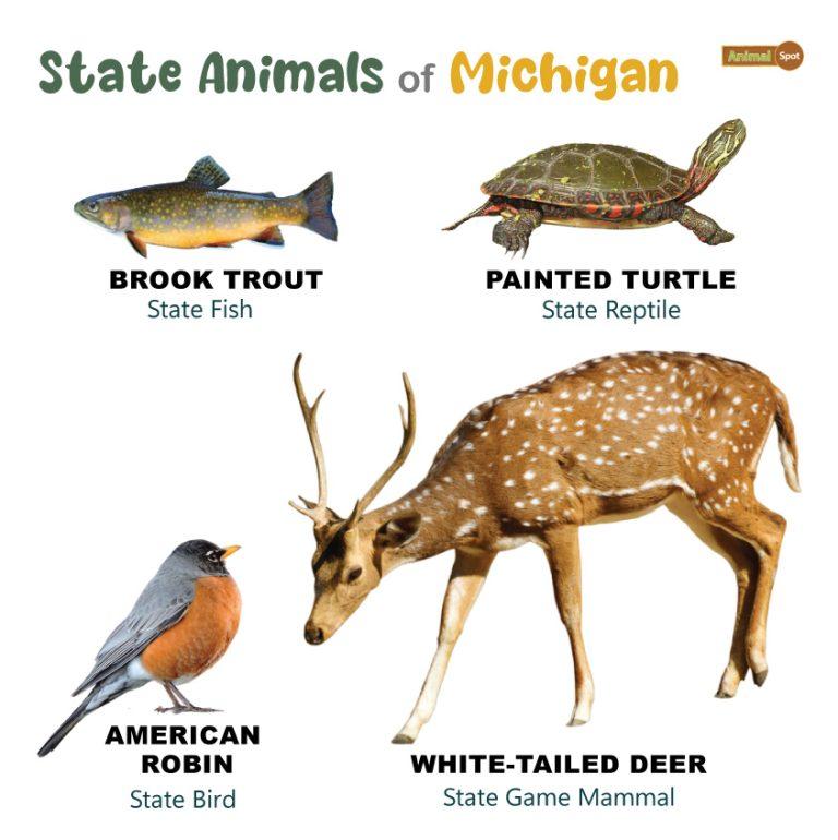 List of Animals That Live in Michigan - And Its State Animals (Photos)
