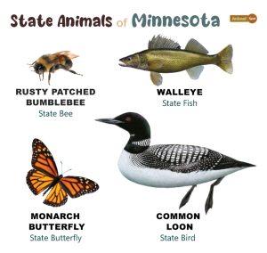 List of Animals That Live in Minnesota - And Its State Animals (Photos)