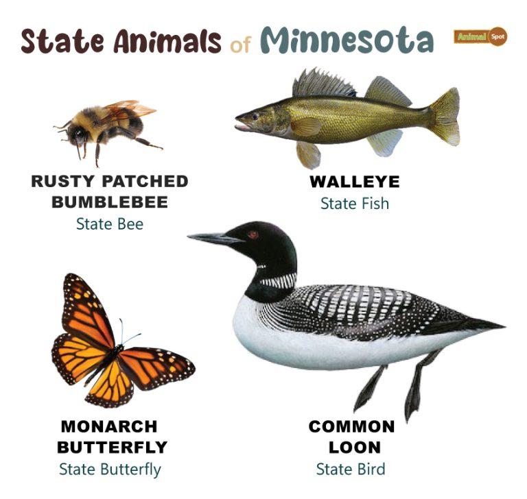 List of Animals That Live in Minnesota - And Its State Animals (Photos)