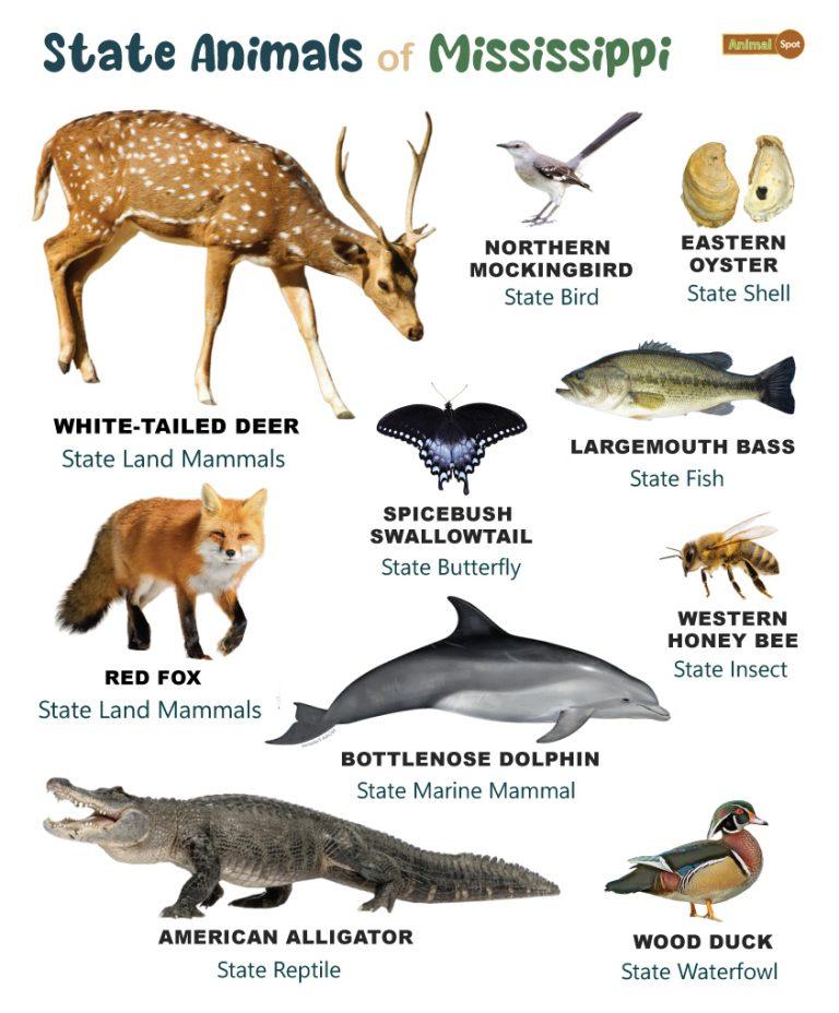 List of Animals That Live in Mississippi - And Its State Animals (Photos)