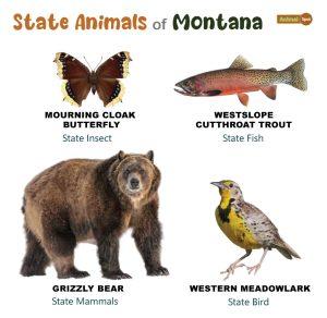 List of Animals That Live in Montana - And Its State Animals (Photos)