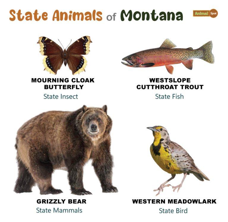 List of Animals That Live in Montana - And Its State Animals (Photos)