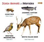 List of Animals That Live in Nebraska - And Its State Animals (Photos)