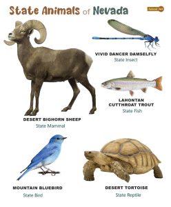 List of Animals That Live in Nevada - And Its State Animals (Photos)