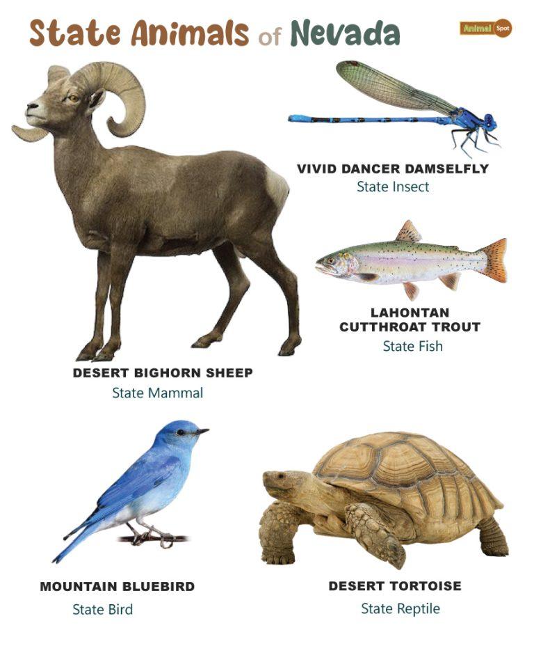 List of Animals That Live in Nevada - And Its State Animals (Photos)
