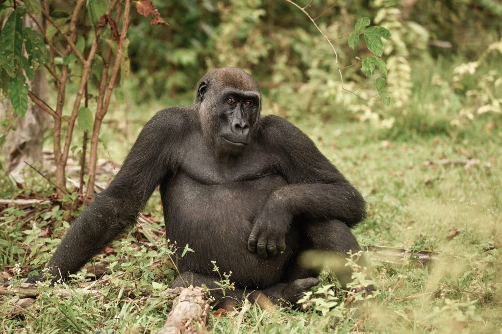 Western Lowland Gorilla - Facts, Habitat, Conservation, and Pictures