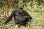 Western Lowland Gorilla - Facts, Habitat, Conservation, and Pictures