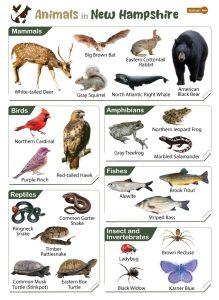 List of Animals That Live in New Hampshire - And Its State Animals (Photos)