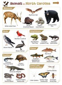 List of Animals That Live in North Carolina - And Its State Animals ...