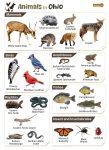 List of Animals That Live in Ohio - And Its State Animals (Photos)