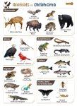 List of Animals That Live in Oklahoma - And Its State Animals (Photos)