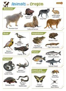 List of Animals That Live in Oregon - And Its State Animals (Photos)