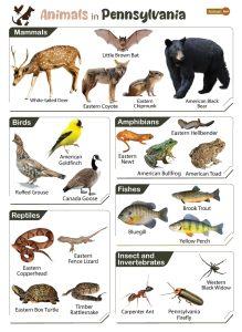 List of Animals That Live in Pennsylvania - And Its State Animals (Photos)