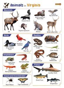 List of Animals That Live in Virginia - And Its State Animals (Photos)