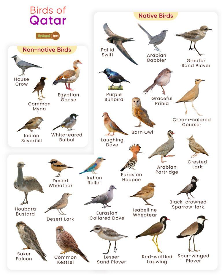 List of Birds Found in Jordan with Pictures