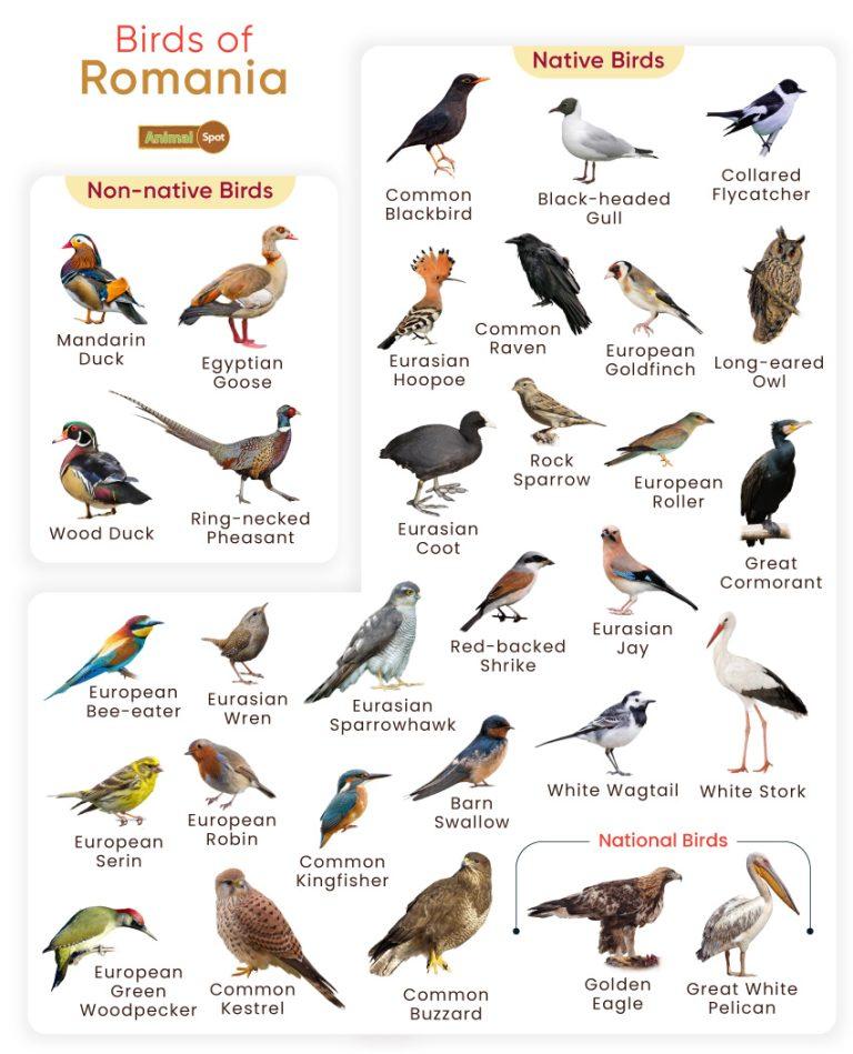 List of Birds Found in Spain with Pictures