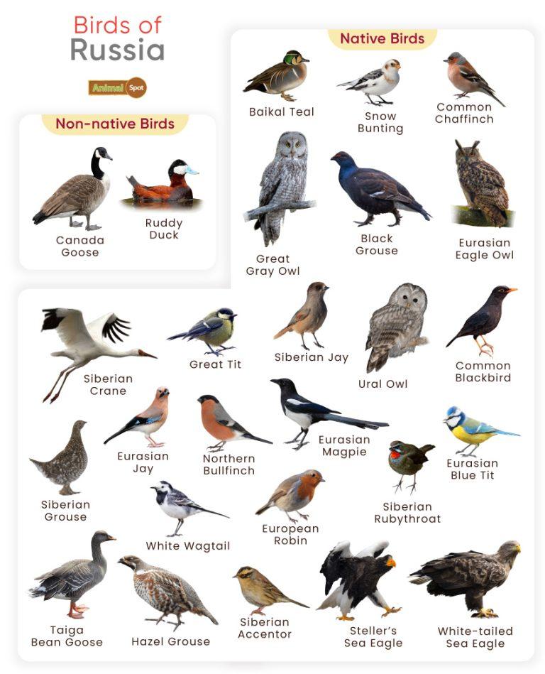 Russian Animals – Facts, List, Pictures, and More