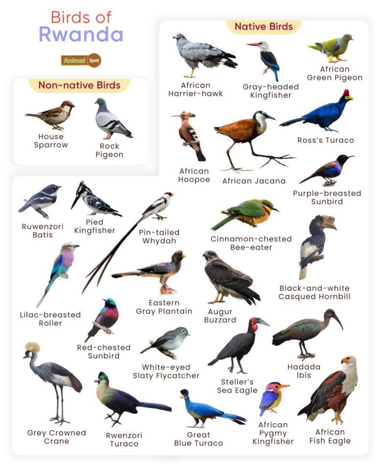 List of Birds Found in the Congo with Pictures