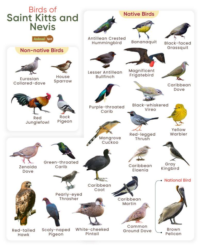 List of Birds Found in Saint Kitts and Nevis with Pictures