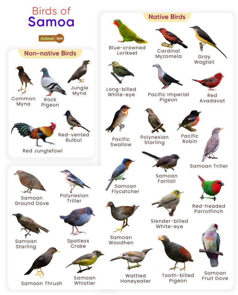 List of Birds Found in the Cook Islands with Pictures