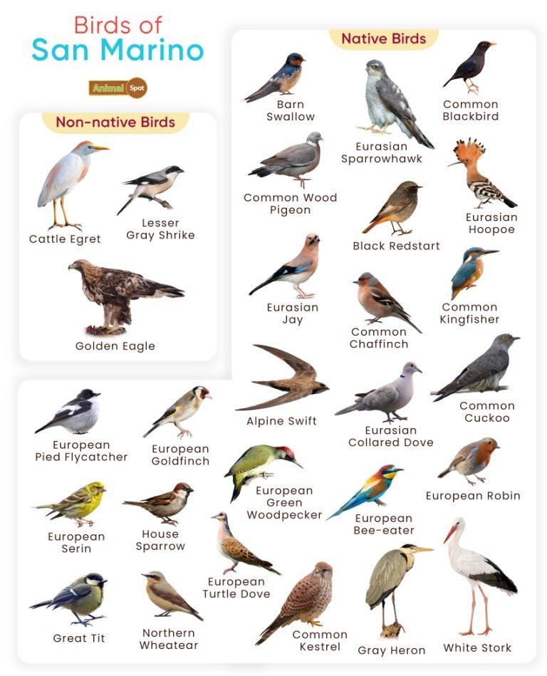 List of Birds Found in Malta with Pictures