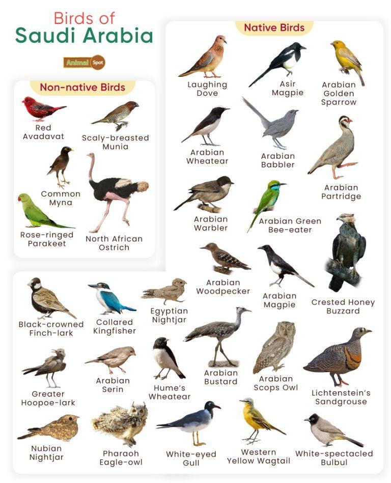 List of Birds Found in Kuwait with Pictures